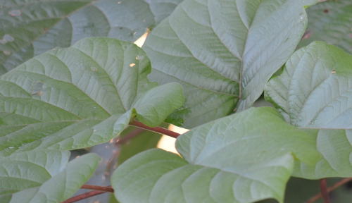 Leichardt Tree Treehugger